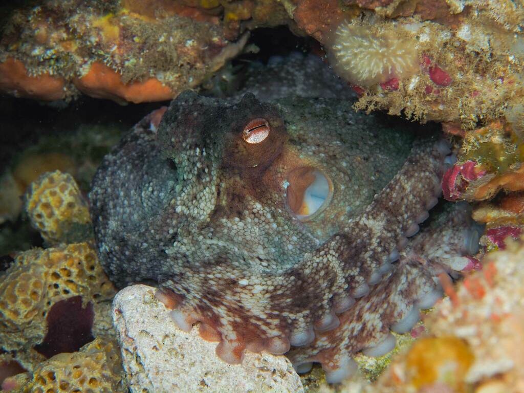 Star Octopus from Busselton, WA, Australia on October 22, 2023 at 10:35 ...