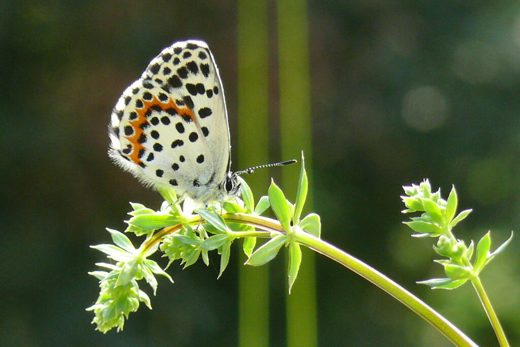 Chequered Blue from 10094 Giaveno TO, Italia on May 29, 2010 at 02:56 ...