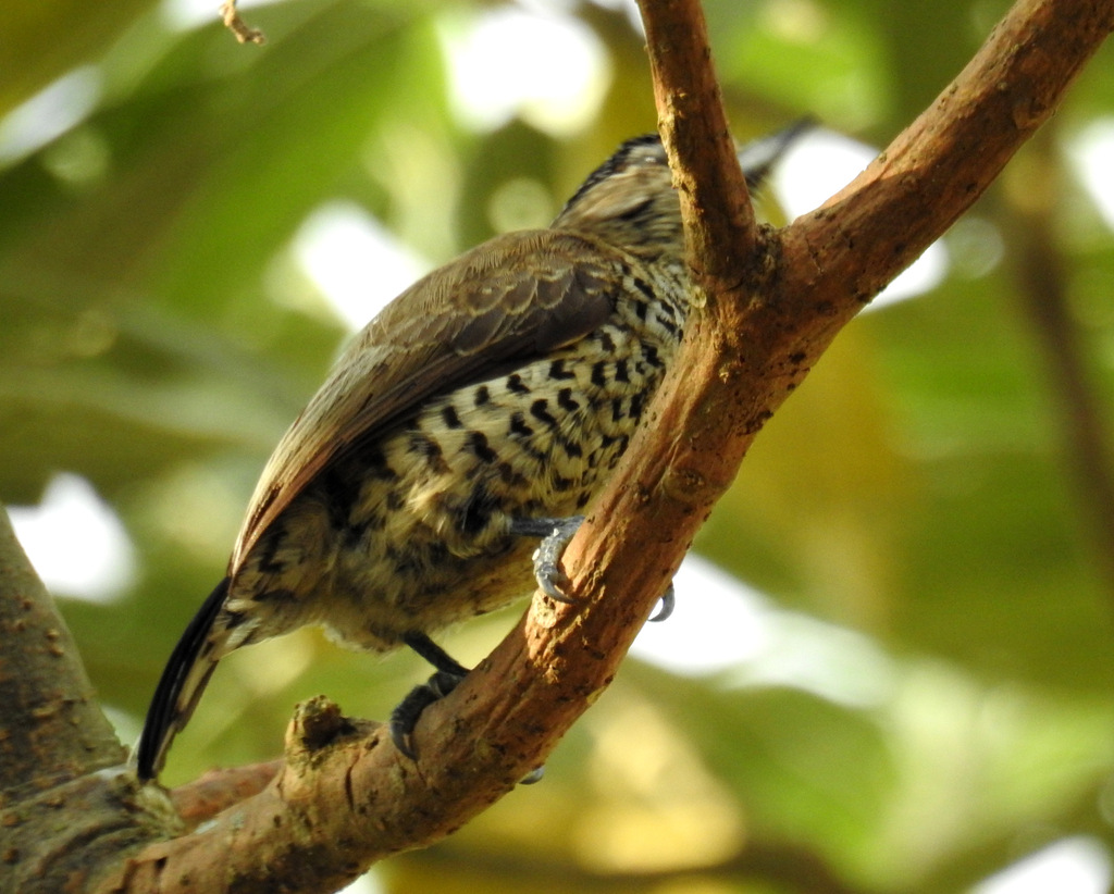 White-wedged Piculet from Pedreira - SP, 13920-000, Brasil on October 24, 2023 at 07:16 AM by ...
