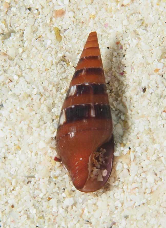 Mitrella menkeana from Busselton, WA, Australia on October 21, 2023 at ...