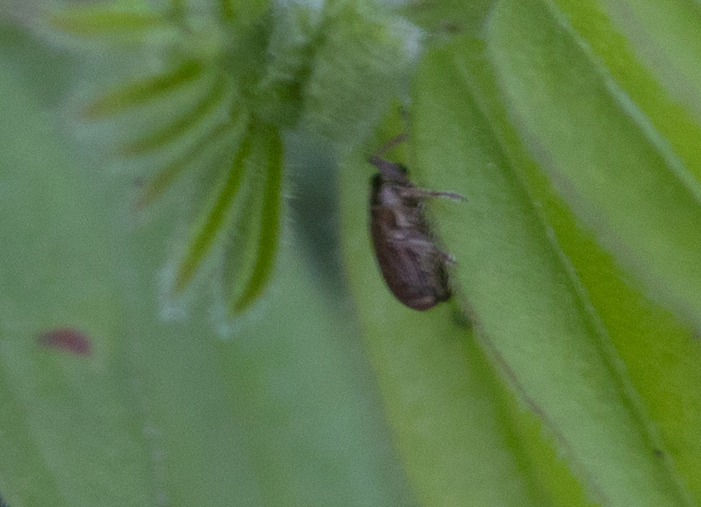 True Weevils from Warren Lower, Co. Wexford, Ireland on October 14 ...