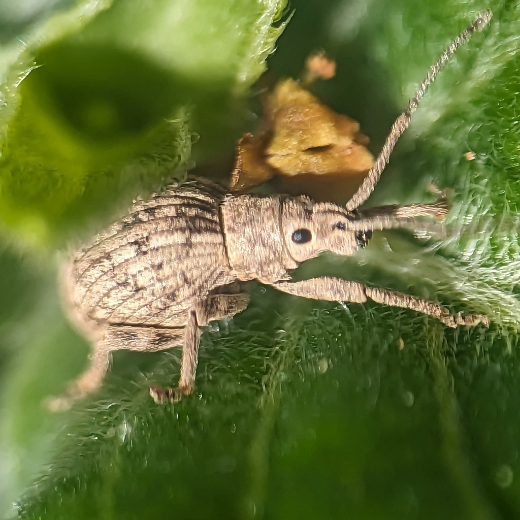 Gardenbane Weevil from Wynberg NU (2), Cape Town, 7824, South Africa on ...