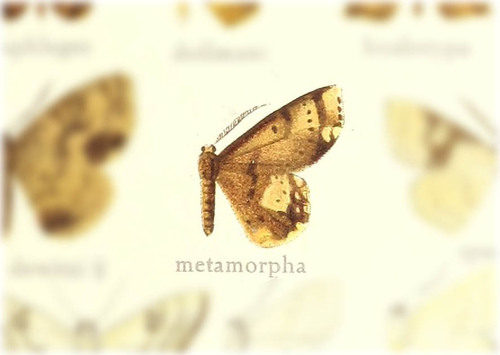 Cyclophora metamorpha · iNaturalist