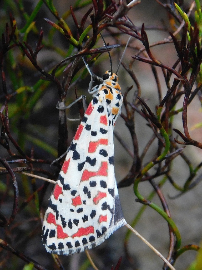 Crimson-speckled Flunkey from Greyton, 7233, South Africa on March 17 ...