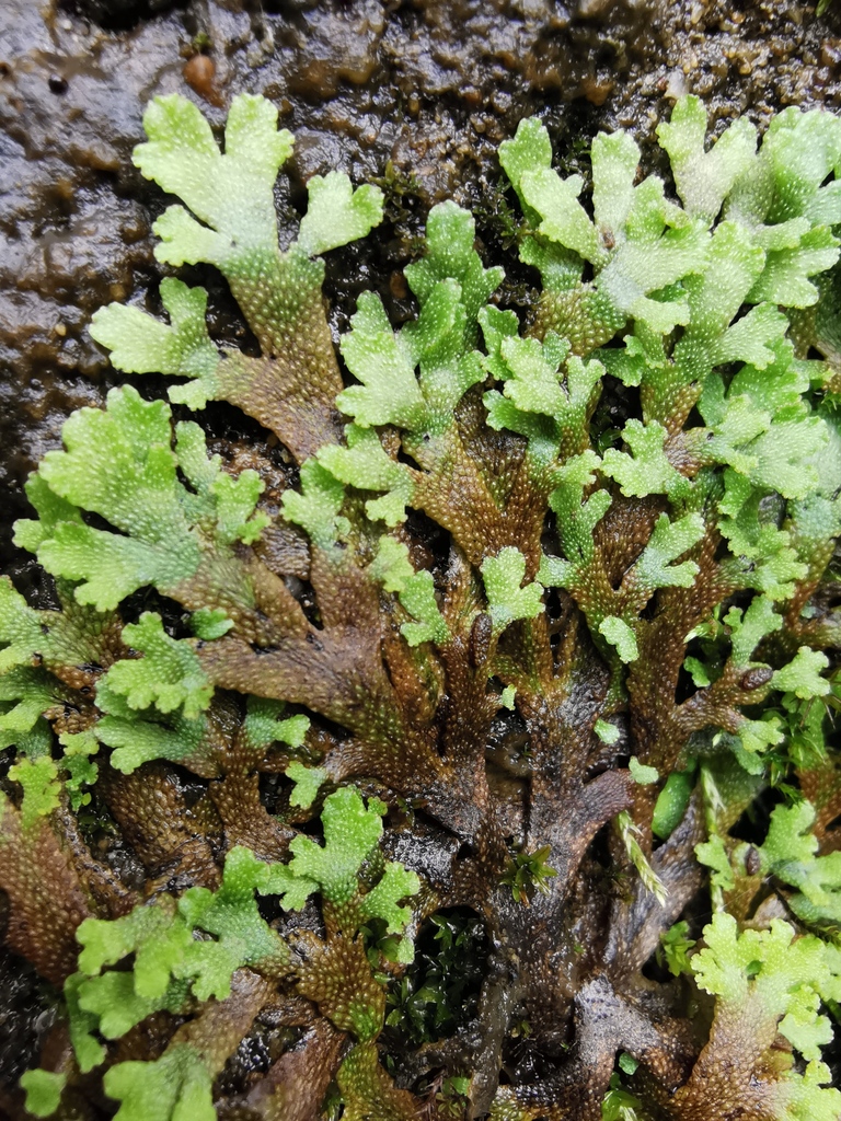 Complex thallose liverworts from 中国九江市庐山风景区 on October 1, 2020 at 02:24 ...