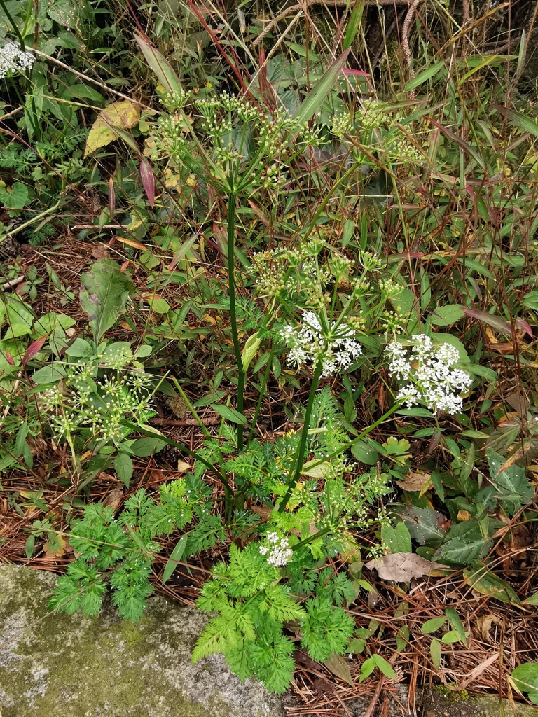 Java water-dropwort from 中国九江市庐山风景区 on October 2, 2020 at 10:14 AM by ...