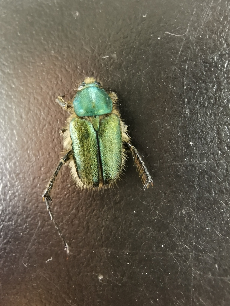 Amphicoma from 湖北省武汉市武昌区武汉大学 on July 12, 2021 at 10:15 AM by hilyshao ...