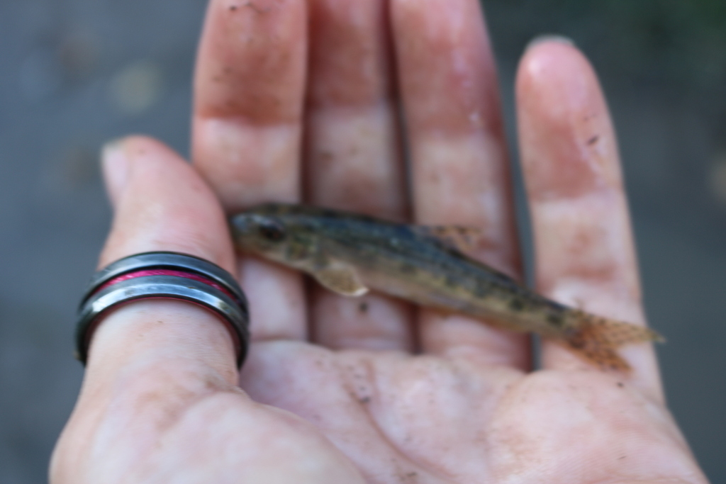 Gudgeon from 07120 Balazuc, France on October 21, 2023 at 04:57 PM by ...