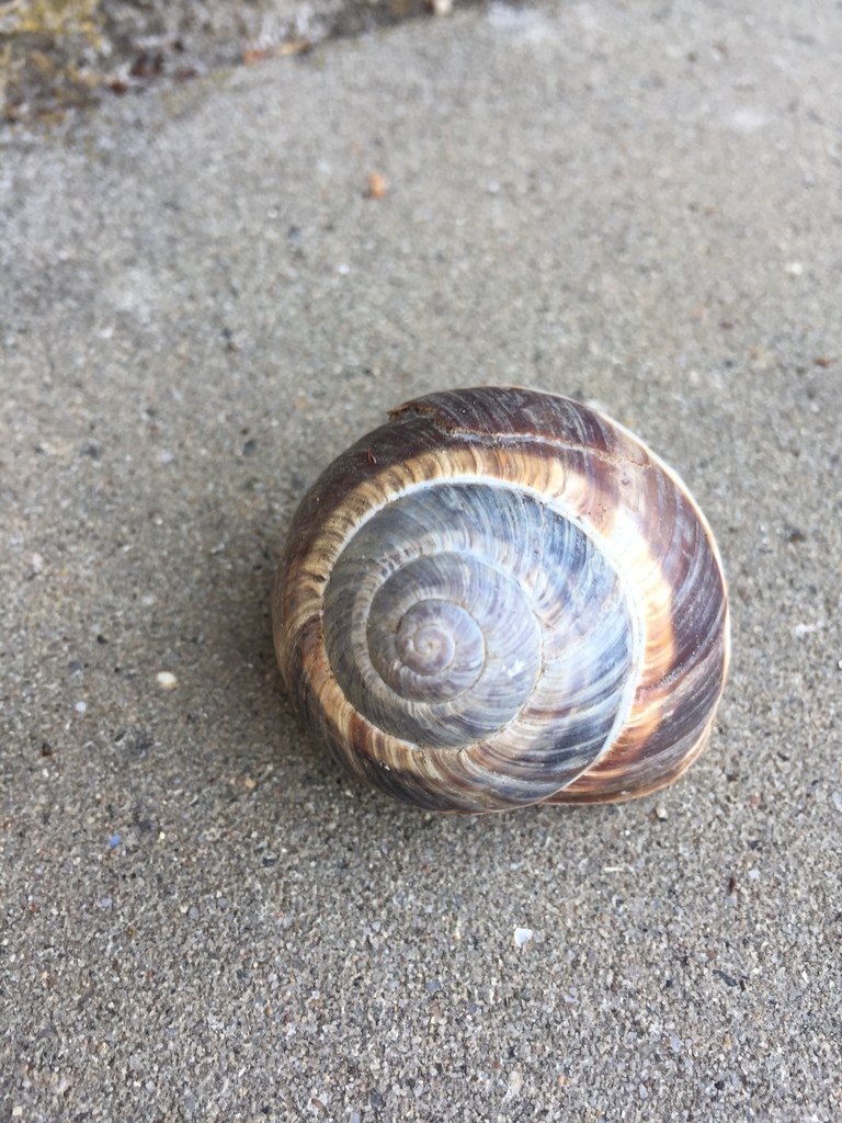 Turkish Snail from Tryavna, Bulgaria on August 3, 2023 at 07:32 PM by ...
