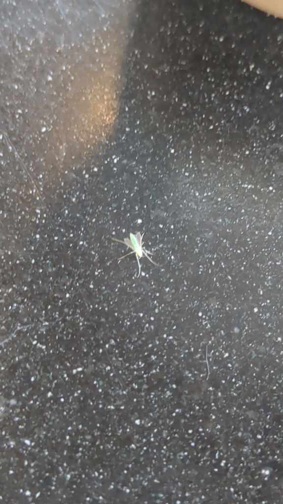 Winged and Once-winged Insects from Lakeland on October 24, 2023 at 08: ...