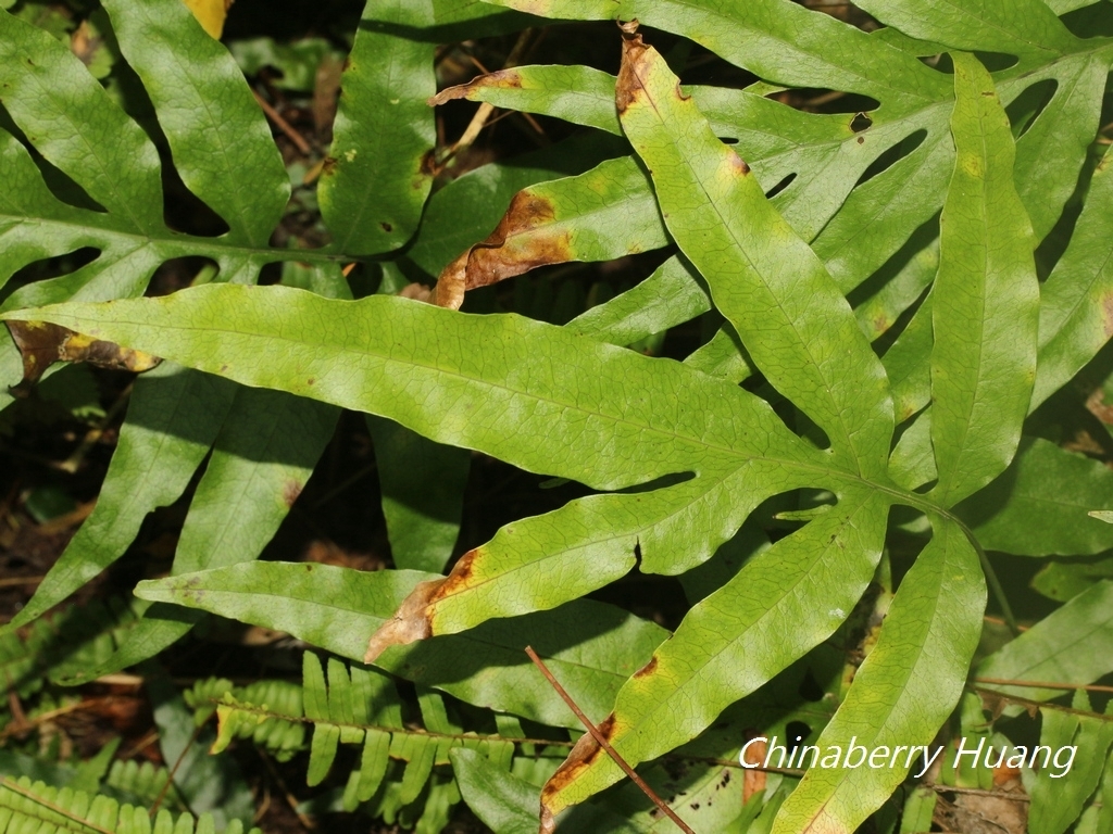 Leptochilus ellipticus from 台灣臺北 on March 16, 2023 at 09:41 AM by Lijin ...