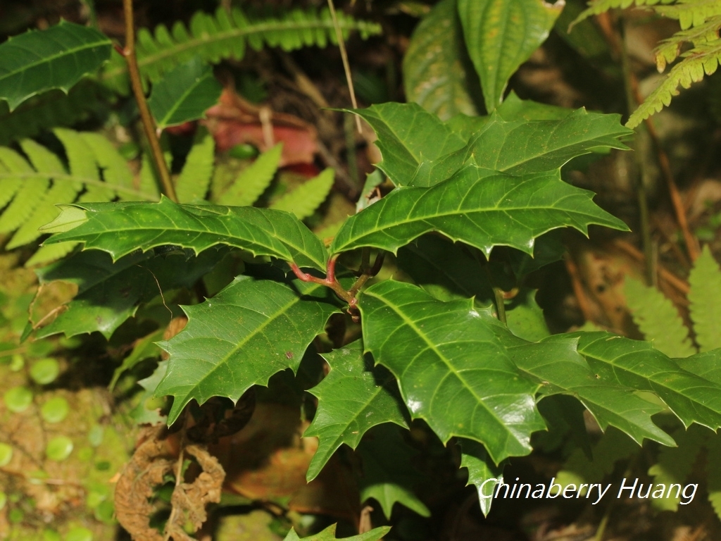Itea oldhamii from 台灣臺北 on March 16, 2023 at 09:45 AM by Lijin Huang ...