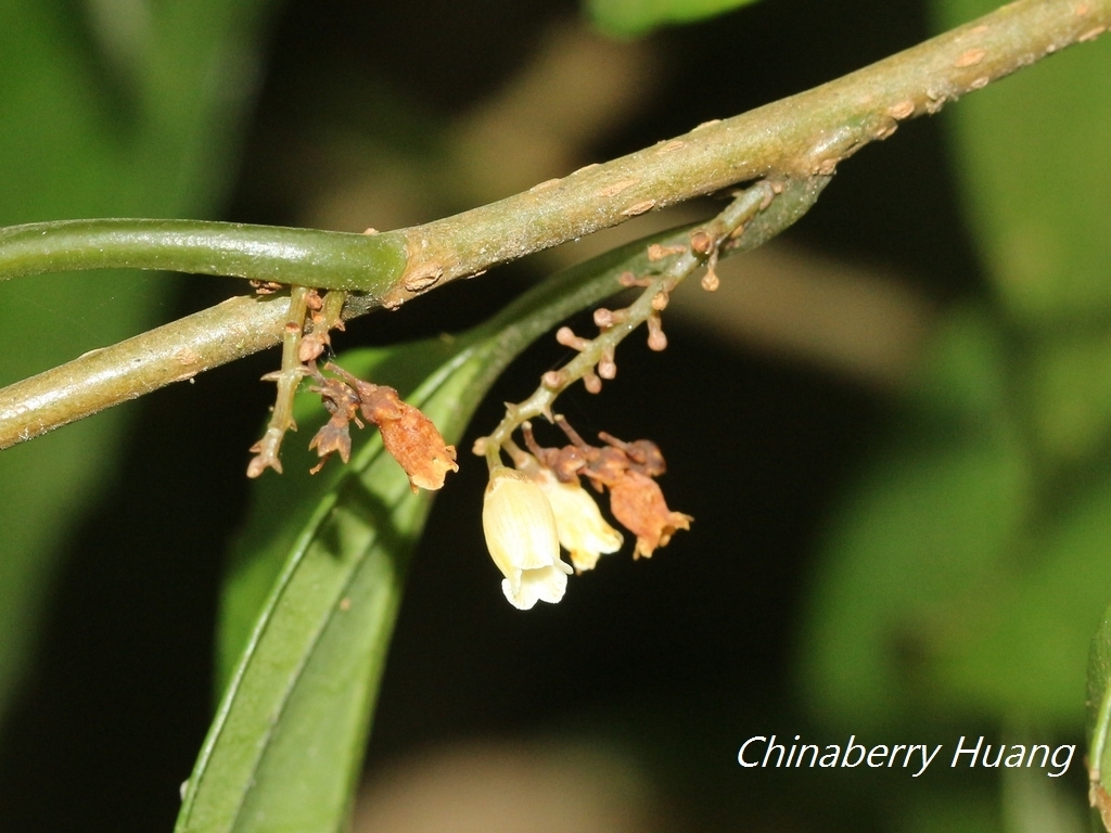Maesa japonica from 台灣臺北 on March 16, 2023 at 10:37 AM by Lijin Huang ...