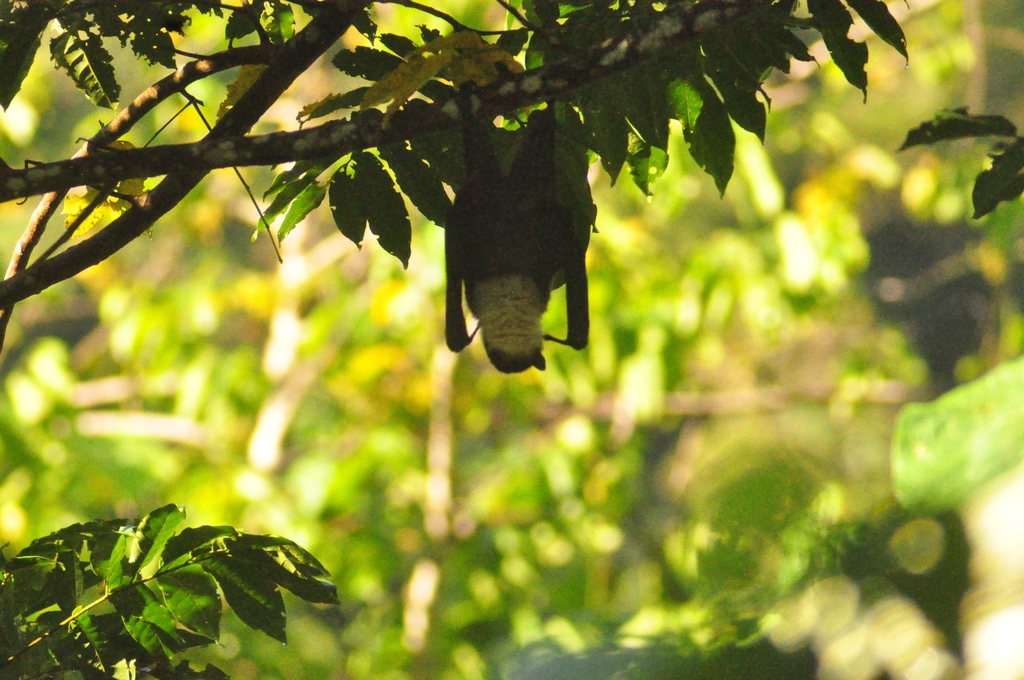 Pacific Flying-fox from National Park of American Samoa, Vatia, AS, AS ...