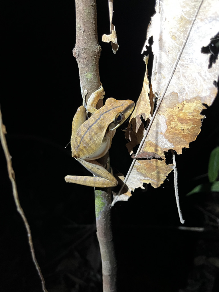 Basin Tree Frog from Tambopata, Peru on August 25, 2023 at 09:14 PM by ...