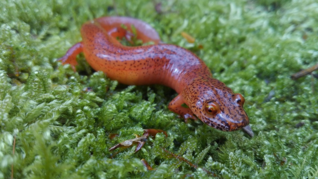 Blue Ridge Spring Salamander from Unicoi County, TN, USA on May 8, 2018 ...