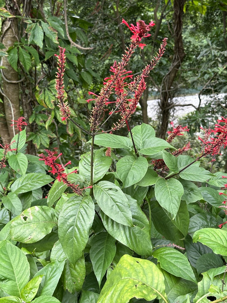 Firespike from 臺灣島, 新店區, NWT, TW on October 23, 2023 at 09:00 AM by ...