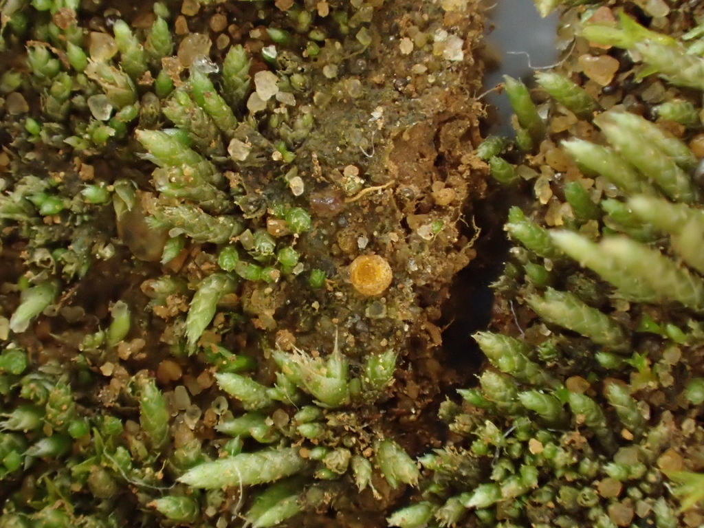 Octospora leucoloma from Isle of Wight, UK on October 22, 2023 at 07:23 ...