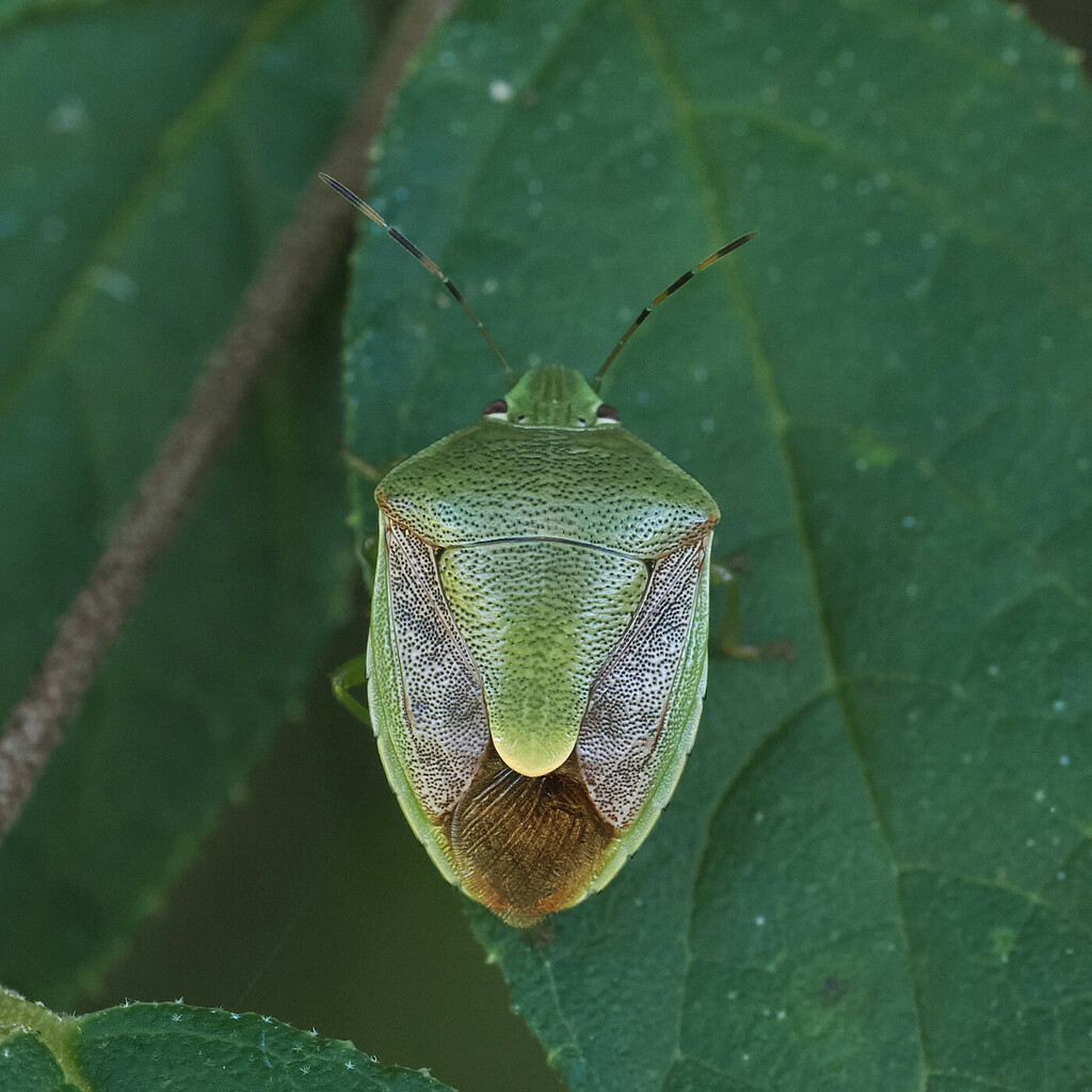 Oriental Stink Bug from Yanagigochi, Mishima, Shizuoka 411-0806, Japan ...