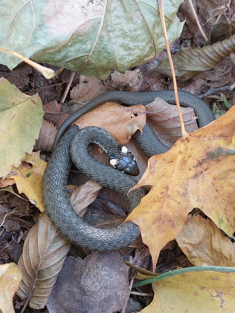 grass snake from Канівський район, Черкаська область, Україна on ...