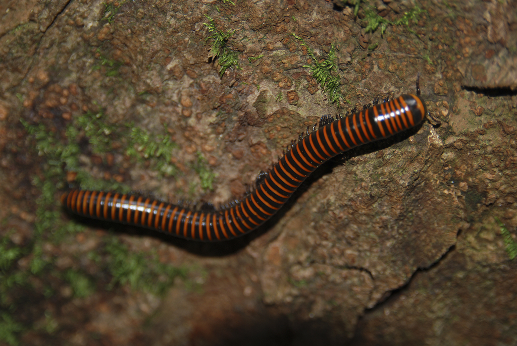 Spirobolus walkeri from Xiaoshan District, Hangzhou, Zhejiang, China on ...