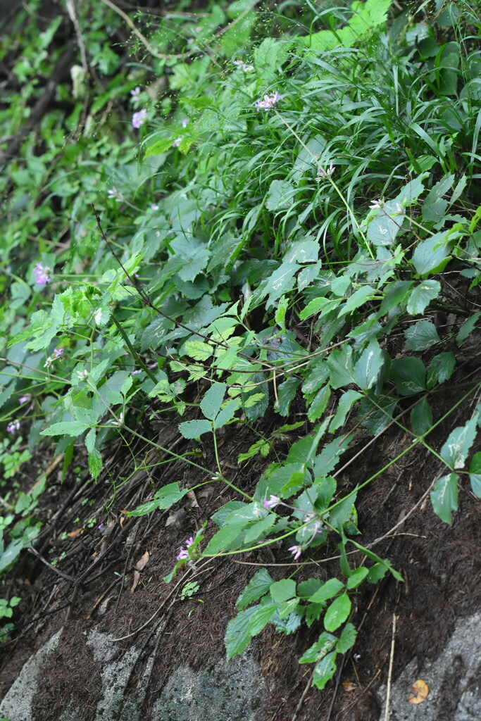 Tube clematis in August 2022 by Karl Feng · iNaturalist