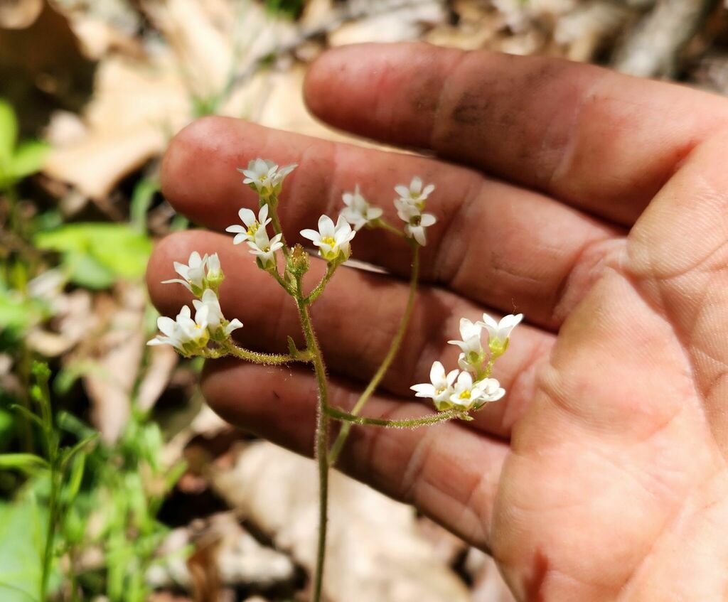 Virginia saxifrage from Lyme, CT, USA on May 25, 2023 at 12:35 PM by ...