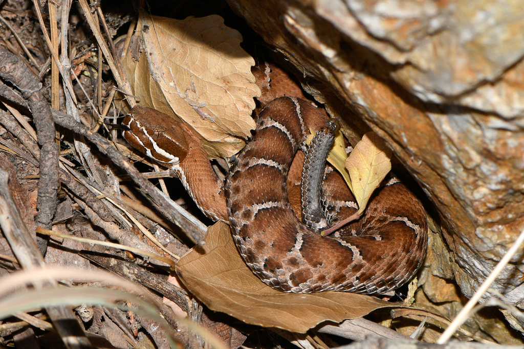 Arizona Ridgenose Rattlesnake in October 2023 by Ken Kertell · iNaturalist