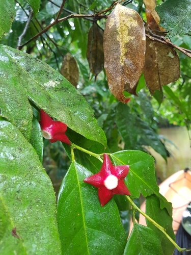 Heisteria concinna · iNaturalist