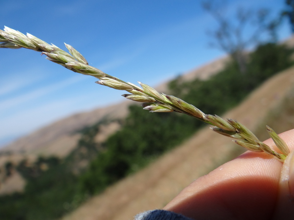 California melic (Ring Mountain Taylor Rd. Revegetation) · iNaturalist ...