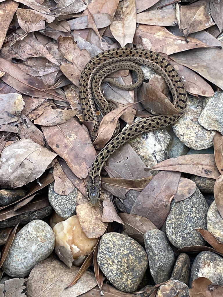 Common Garter Snake from Autumn Creek Ct, Conway, SC, US on October 24 ...
