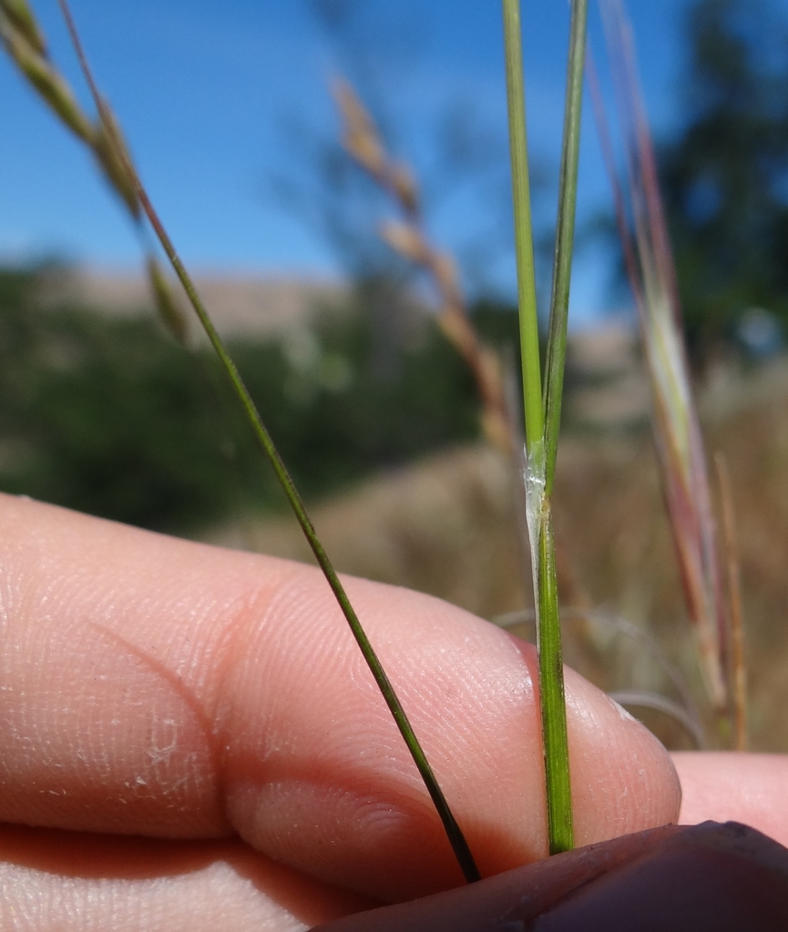 California melic (Ring Mountain Taylor Rd. Revegetation) · iNaturalist ...