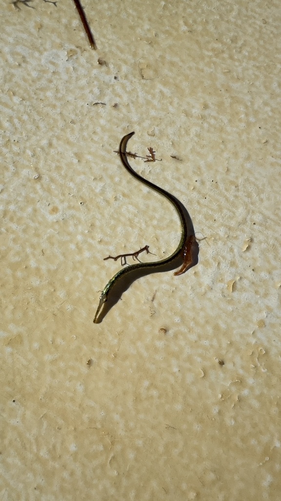 Gulf pipefish from Sarasota Bay, Sarasota, FL, US on October 24, 2023 ...