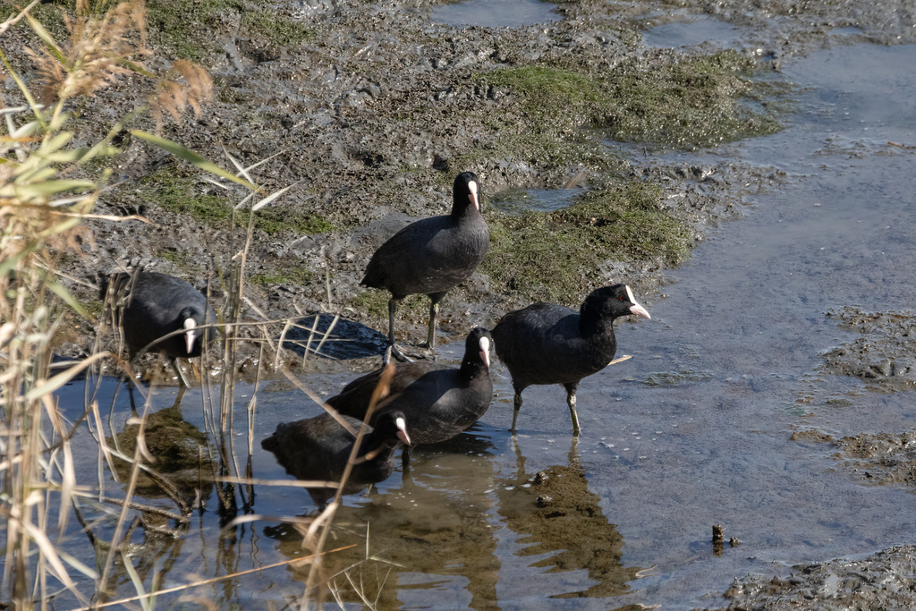 Eurasian Coot from Tokai, Ota City, Tokyo 143-0001, Japan on October 24 ...