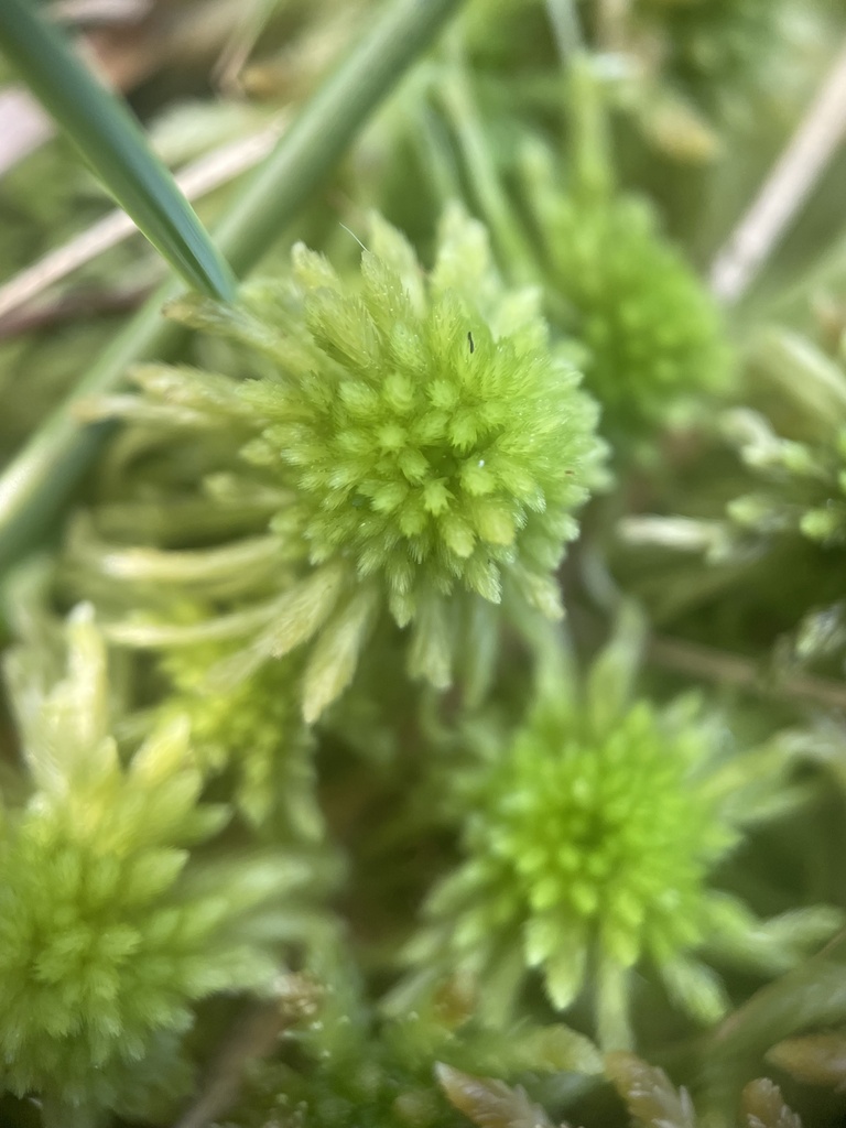 Recurved Peatmoss from Laurel Bay Rd, Stumpy Point, NC, US on October ...