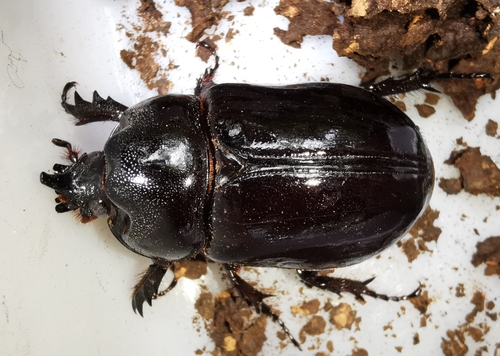 Heterogomphus telamon · iNaturalist