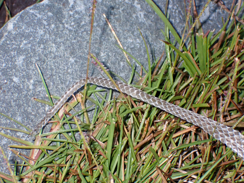 Colubrid Snakes from Leland, NC, USA on October 8, 2023 at 06:28 AM by ...
