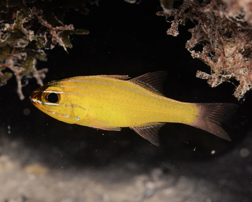 Yellow Cardinalfish (Ostorhinchus luteus) · iNaturalist
