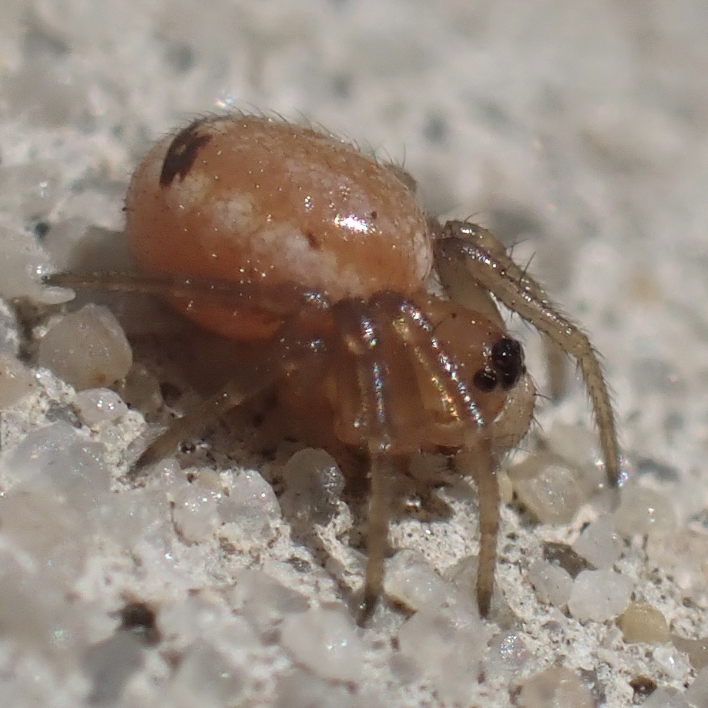 Hypsosinga from Montgomery, TX, US on October 24, 2023 at 11:02 AM by ...