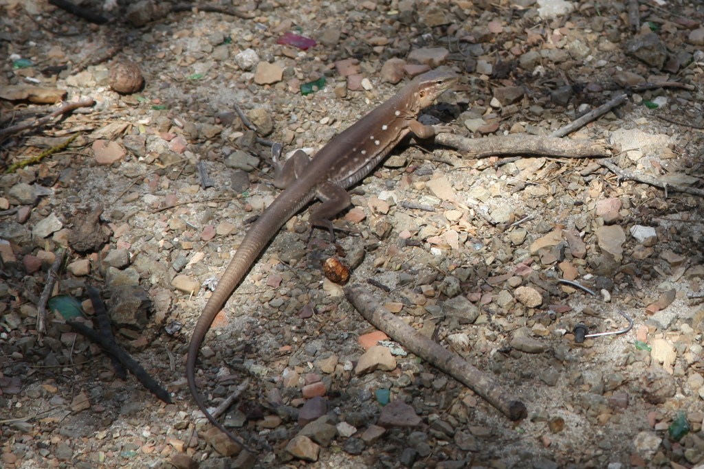 Laurent's Whiptail from Curaçao on November 03, 2017 by Larry Odom ...