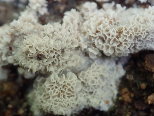 Oxyporus lacerus · iNaturalist