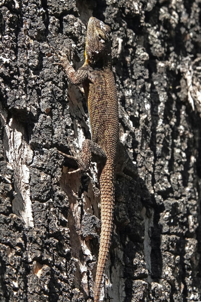Tropical tree lizard from El Llano Urban Park, RUTA INDEPENDENCIA ...