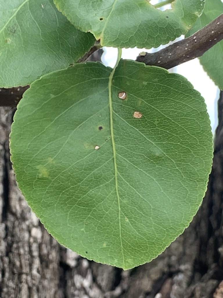 pears from Foster Ln, Austin, TX, US on October 24, 2023 at 12:17 PM by ...