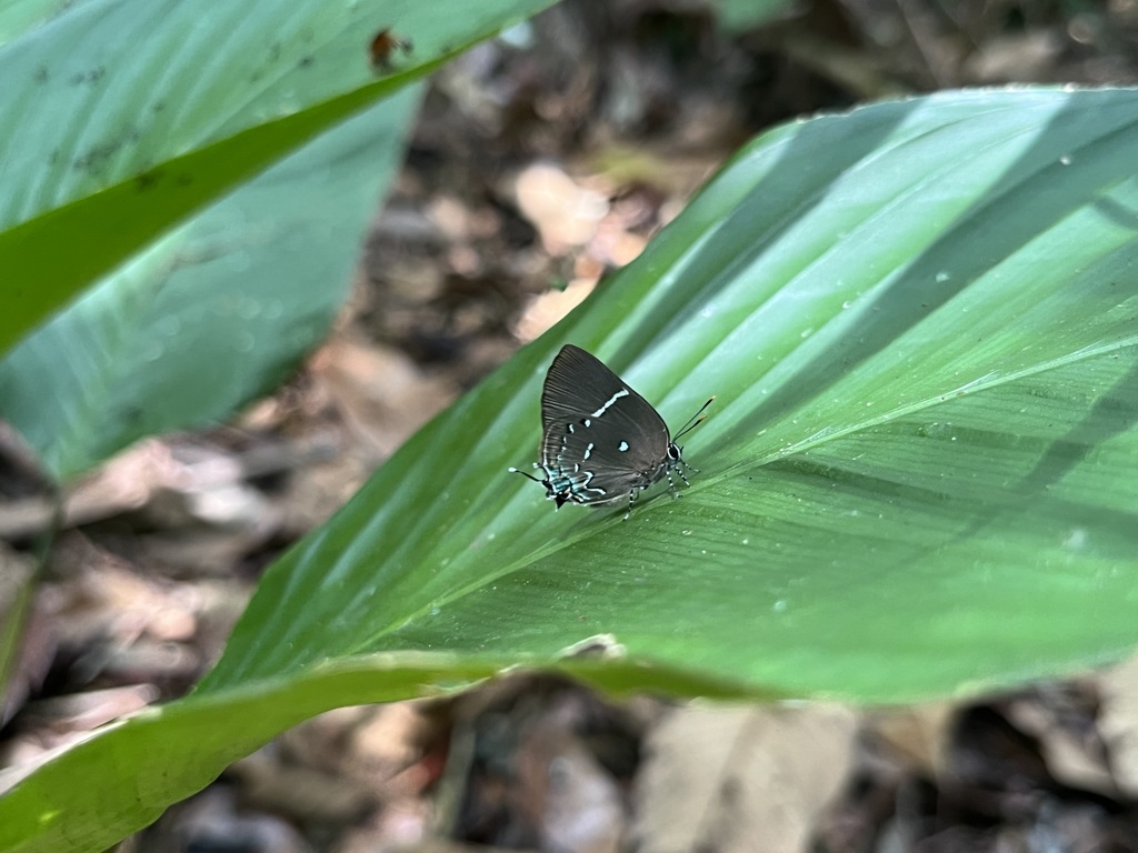 Oenomaus from Tambopata, Peru on October 24, 2023 at 10:33 AM by ...