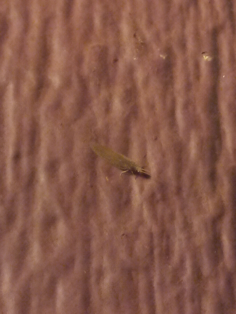 Antique Brown Lacewing from Ector County, US-TX, US on October 11, 2023 ...