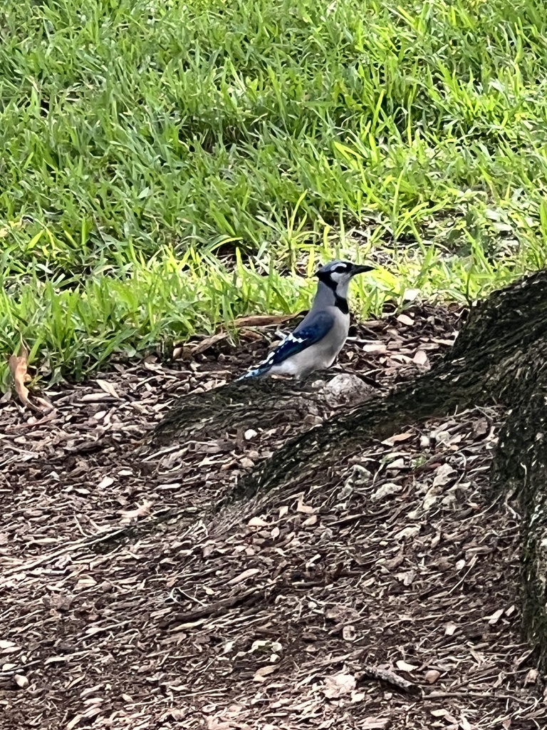Blue Jay from Modesto A. Maidique Campus, Miami, FL, US on October 22 ...