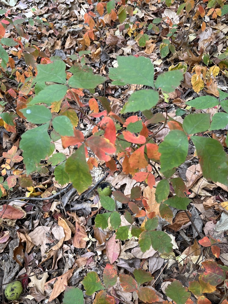 eastern poison ivy from Powder Valley Conservation Nature Center ...