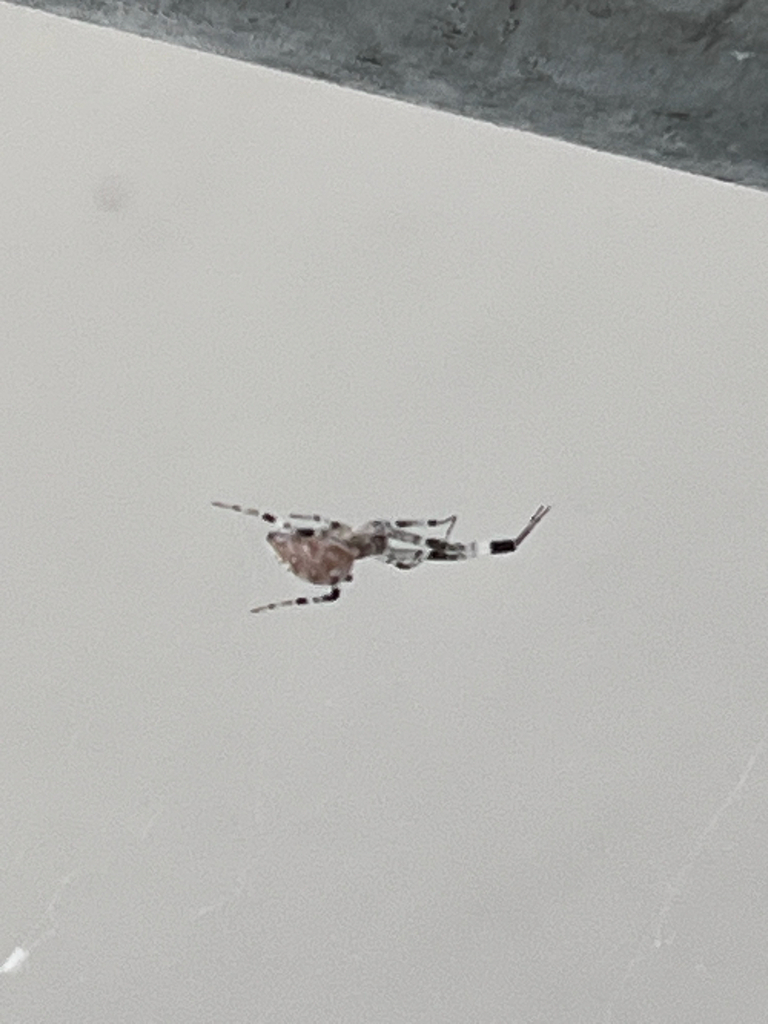 Ninja-star Ceiling Spider from Mayagüez on October 24, 2023 at 01:43 PM ...