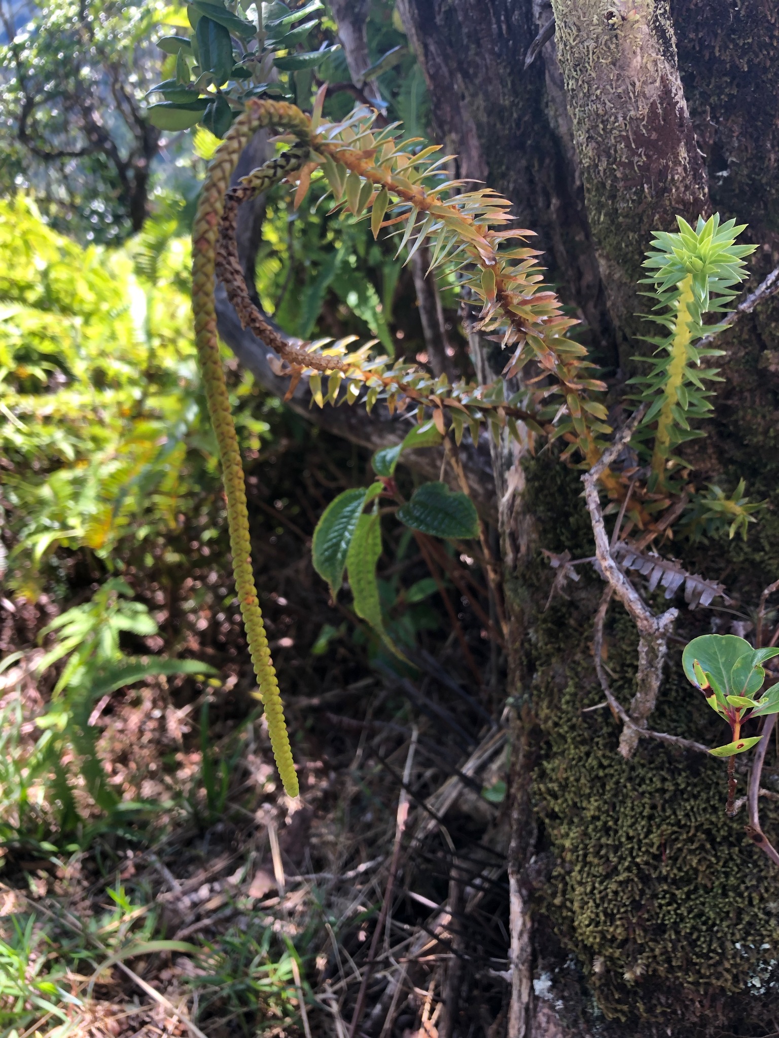 Phlegmariurus phyllanthus (Hook. & Arn.) R.D.Dixit