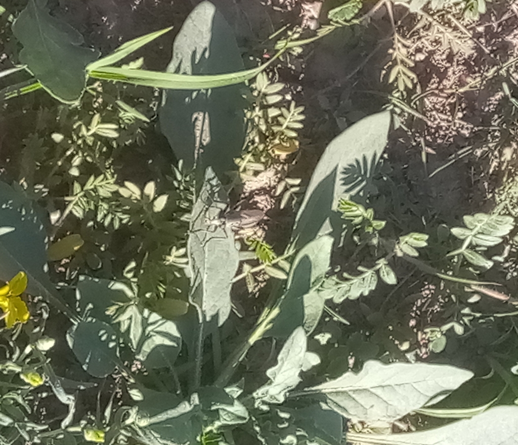 Winged and Once-winged Insects from West Odessa, TX, USA on October 20 ...